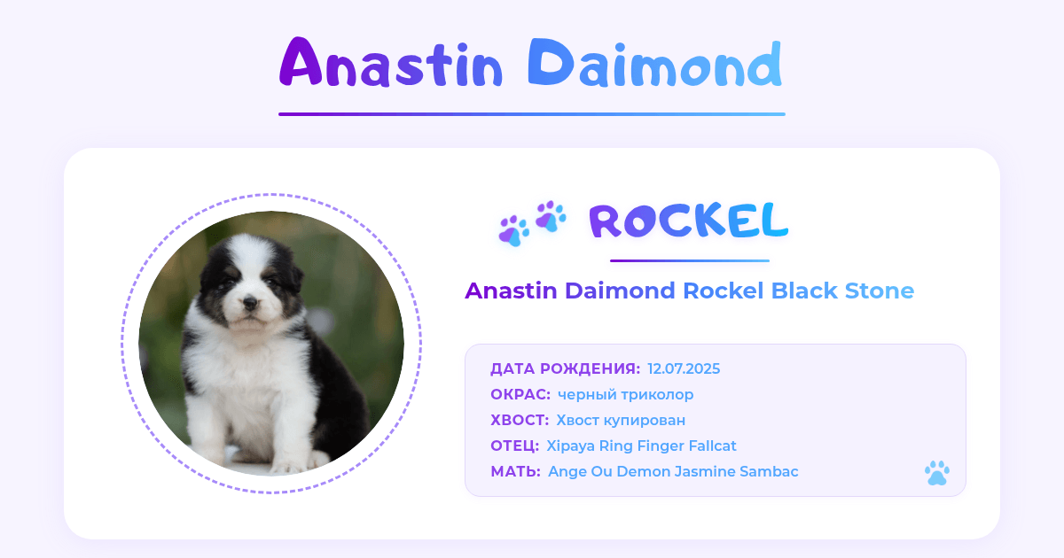 Австралийская овчарка (аусси) rockel - Питомник Anastin Daimond