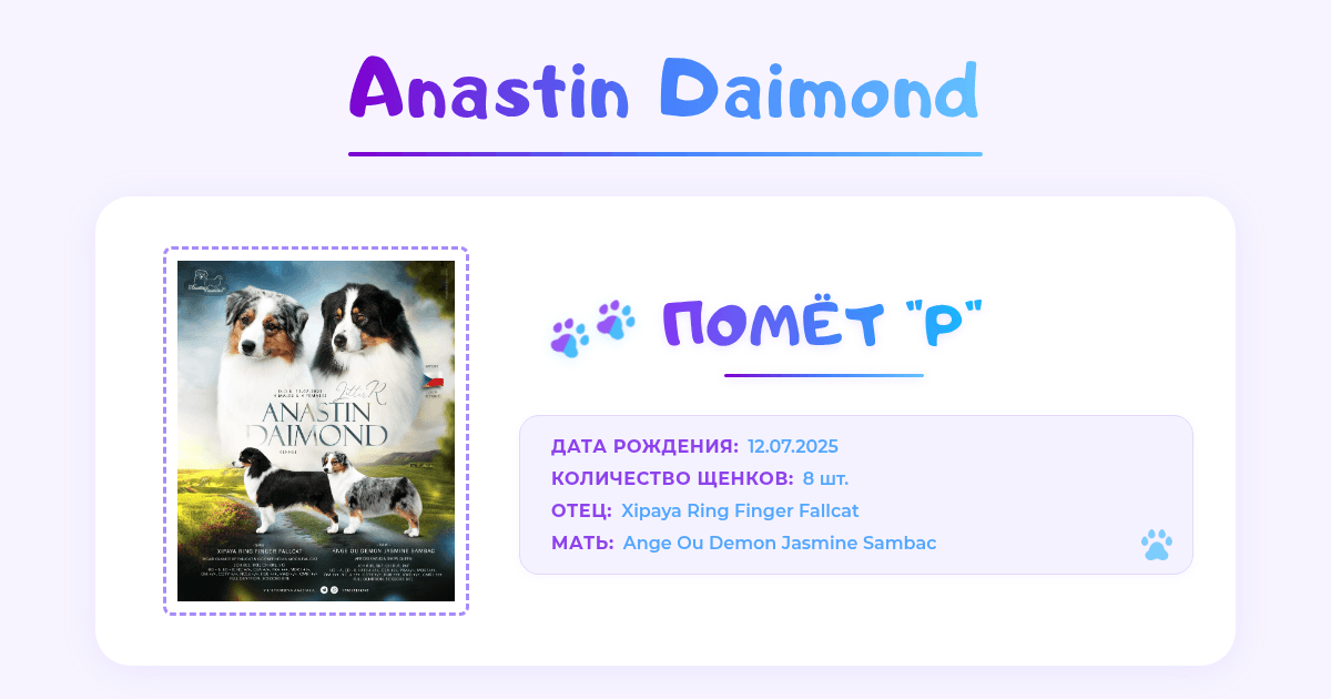Помёт "Р" австралийской овчарки (аусси) купить - Питомник Anastin Daimond